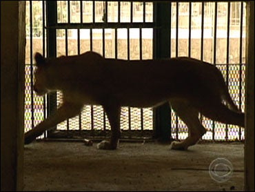 Rescuing The Baghdad Zoo - CBS News