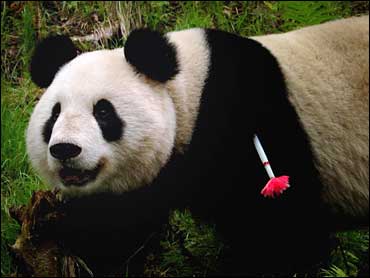 Panda Freed Into Wild Found Dead - CBS News