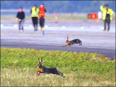 Hare Traffic Control: Rabbits Shut Airport - CBS News