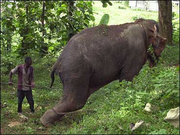 Elephant Rampage In India Kills 8 - CBS News