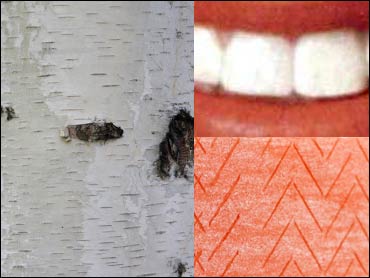 Ancient Chewing Gum Found In Finland - CBS News