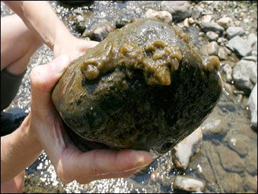 Vermont Rivers Fight A Case Of Rock Snot - CBS News