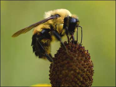Plight Of The Bumblebee - CBS News