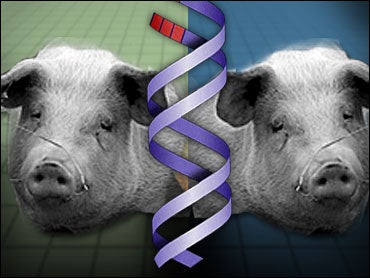 Deformed Cloned Animals