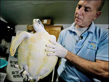 Endangered Turtle To Get Bionic Flipper - CBS News