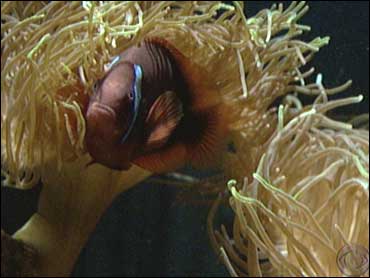 Fish Making A Symphony Under The Sea - CBS News