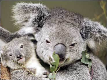 Koalas Feeling Heat From Global Warming - CBS News