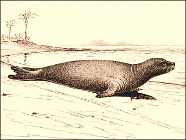 Caribbean Monk Seal Declared Extinct - CBS News