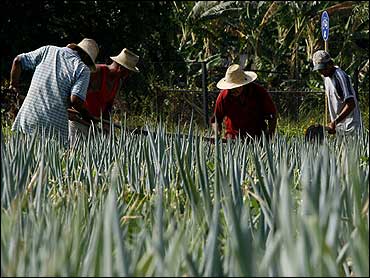 Despite Economy, Americans Don't Want Farm Work - CBS News