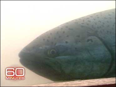 The Fuss Over Fish - CBS News