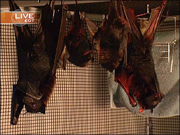 What's Killing The Bats? - CBS News
