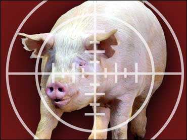 PETA Up In Arms Over Army Shooting Pigs - CBS News
