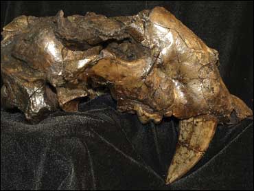 Oil Workers Discover Saber-Toothed Fossils - CBS News