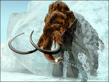 Woolly mammoth interbred with bigger species - CBS News