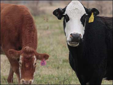 EPA's Air Pollution Target: Flatulent Cows - CBS News