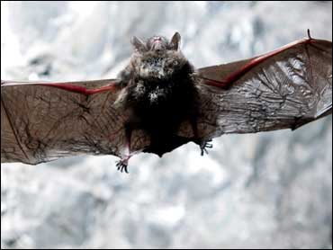 Mysterious, Deadly Bat Disease Spreads - CBS News
