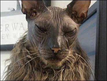 World's Ugliest Cat - CBS News