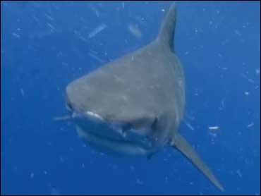 Bahamas Jaws Beach Boater Likely Found in Shark - CBS News