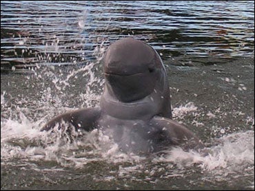Rare Dolphins Found Near Bangladesh - CBS News