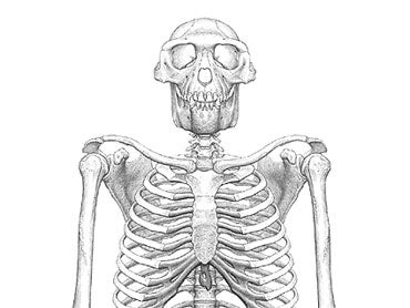 "Ardi" Humanity's Oldest Ancestor - CBS News