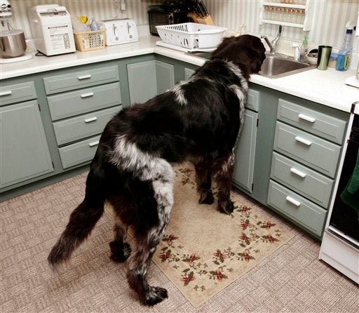 ND Woman's 7-foot-long Dog Could Be Record Holder - CBS News