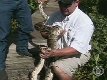 Pythons Pose Slithery Threat to Everglades - CBS News
