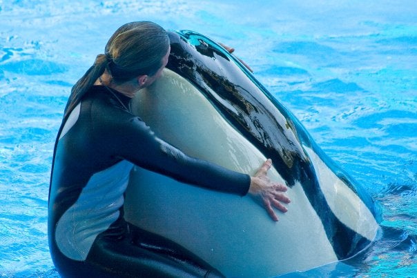 Is SeaWorld safe for killer whale trainers? - CBS News
