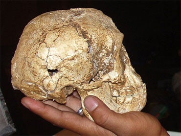 "Hobbit" Skeleton Challenges Evolution - CBS News