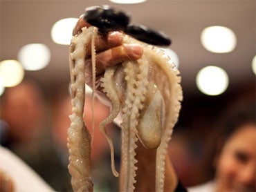 Live Octopus? It's What's for Dinner - CBS News