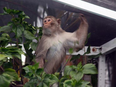 Monkey on the Run Gets Facebook Fan Club - CBS News