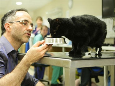 "Bionic Cat" Gets Prosthetic Paws - CBS News