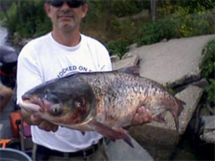 New Plan for Asian Carp: If You Can't Stop `Em, Eat `Em - CBS News