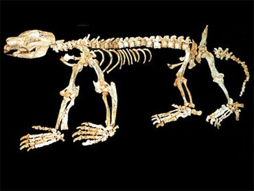 15M-Year-Old Marsupial Fossils Found in Outback - CBS News