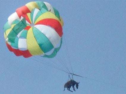 Parasailing Donkey (PICTURE): Hilarious Video or Animal Cruelty? - CBS News