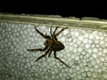 Guam Turns Away Spider-Infested Cargo Ship - CBS News