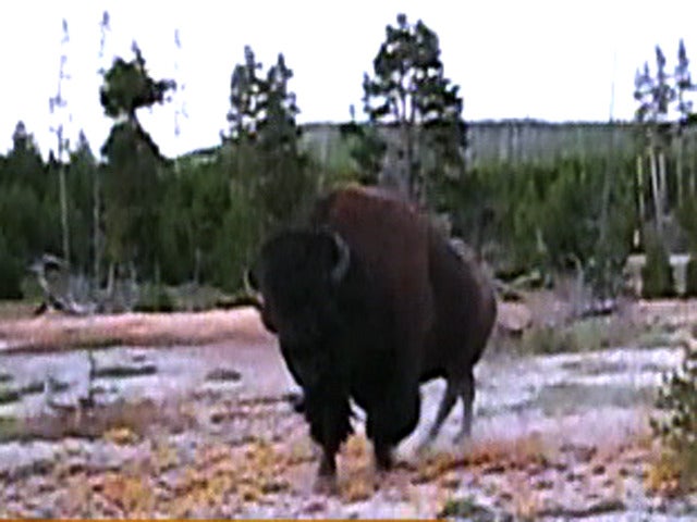 Caught On Tape: Bison Attacks Tourists at Yellowstone - CBS News