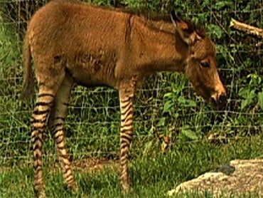 Zebra, Donkey Mate into -- Zedonk! - CBS News