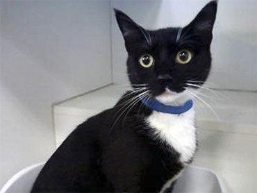 "Marinating" Cat Found by Cops in Car Trunk - CBS News