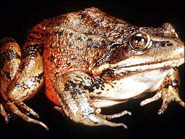 Iowa Chef Fined for Licking Toads, Gets $335 Ticket...No Prince ...