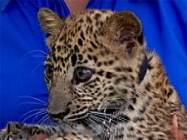 A Look at Some of Earth's Rarest Baby Animals - CBS News