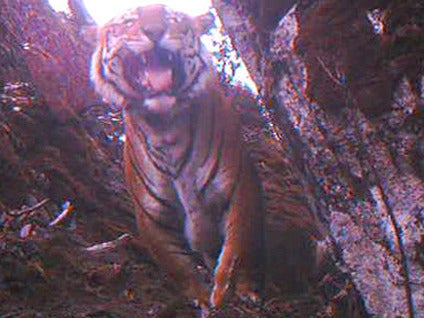Rare Tigers Found High in the Himalayas - CBS News