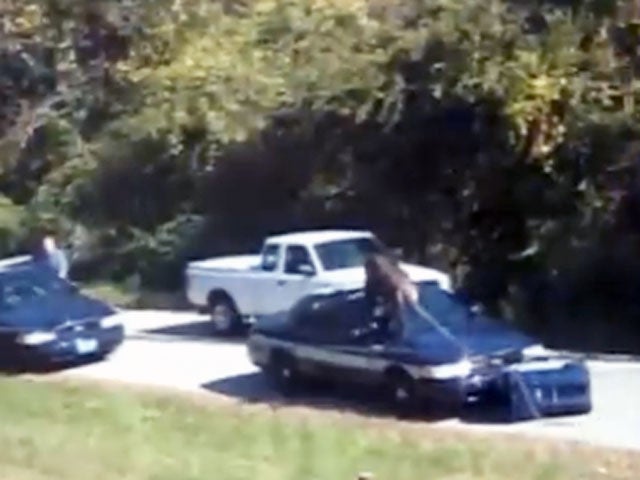Chimpanzee vs. Police Car: Video of 300-Pound Chimp Attacking Police ...