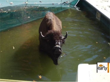 Buffalo in Pool; Rescue Caught on Tape - CBS News