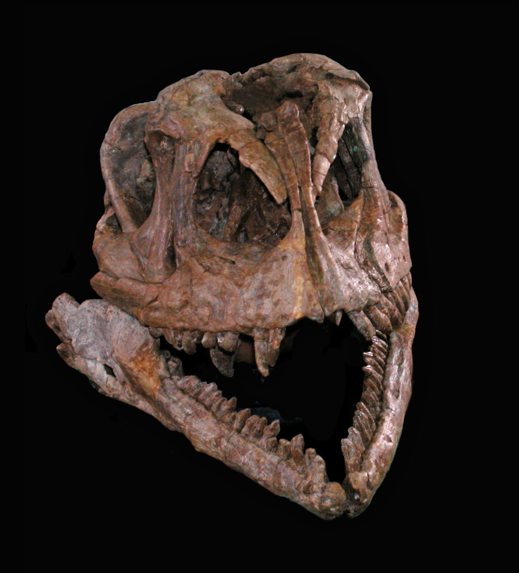 Dino Fever over `Missing Link' Discovery - CBS News