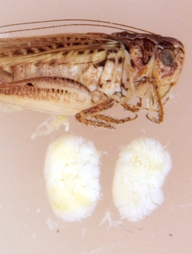 Cricket Sets Testicle Size Record - CBS News