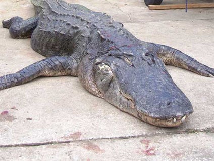 Alligator Hunter Bags Florida's Longest Gator - CBS News