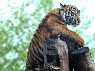 Tiger Cub 'Miracle Mali' Recovers at Tacoma Zoo - CBS News