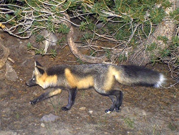 2 More Rare Red Foxes Confirmed in Sierra Nevada - CBS News