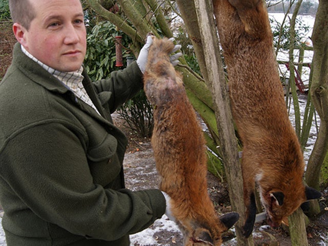 A 4-Foot, 26-Pound Fox Caught and Killed in U.K. - CBS News