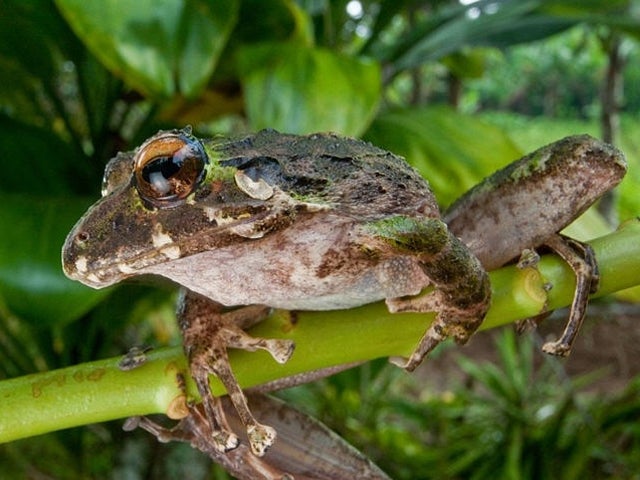 In Seach of Haiti's Lost Frogs - CBS News